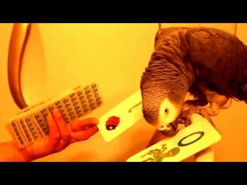 Genius Parrot know the English Alphabet - Parrot SchoolParrot School