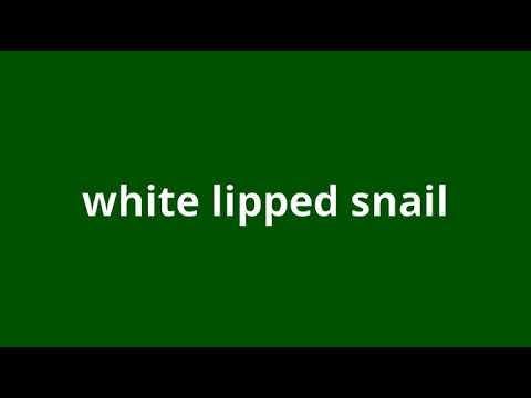 what is the meaning of white lipped snail
