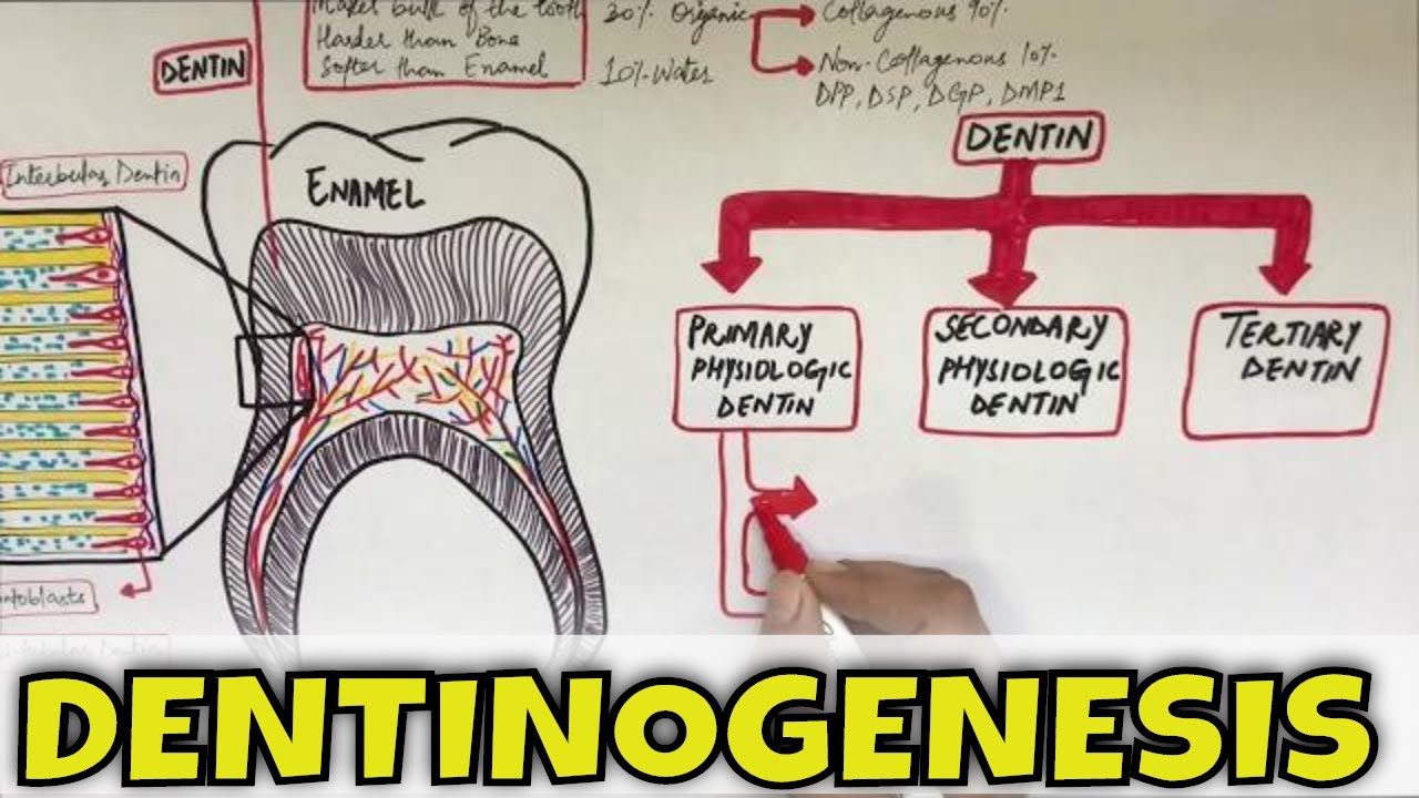 Dentinogenesis - Dentin Composition, Structure, Types and Formation