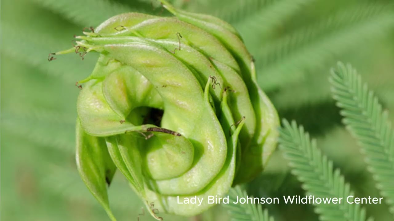 Illinois Bundleflower - 60 Second Plant Profiles