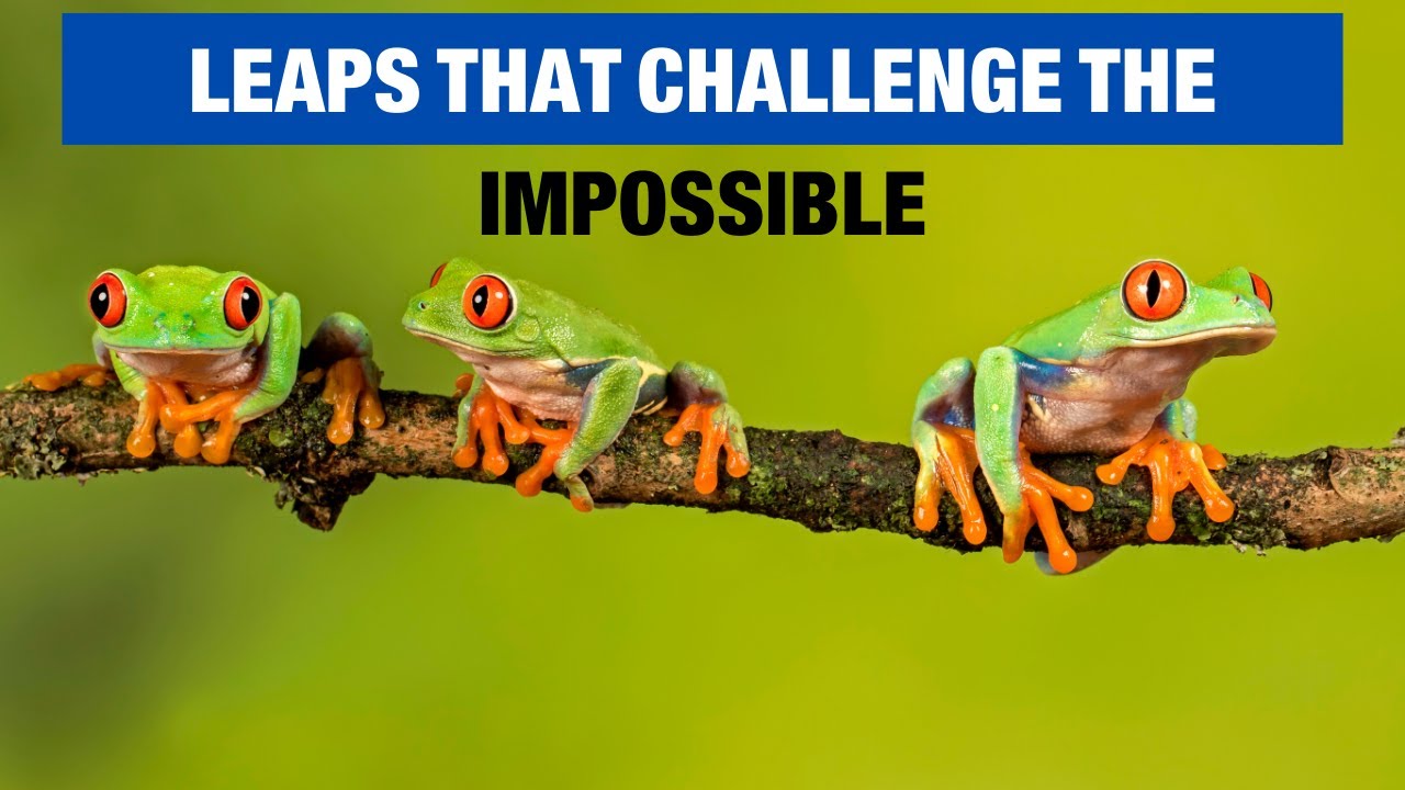 HOW DOES A RED EYED TREE FROG EXCEL IN THE ART OF JUMPING