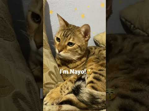 Hello! I’m a bengal cat! My name is Nayo! I find new friends! Maybe it’s you? 😻 #cats #shorts