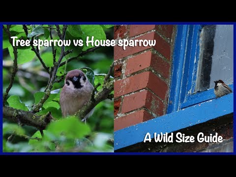 A Wild Size Bird Guide: Tree Sparrows and House Sparrows