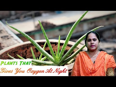 This Plants Can Gives You Oxygen At Night (Best For Indoors)