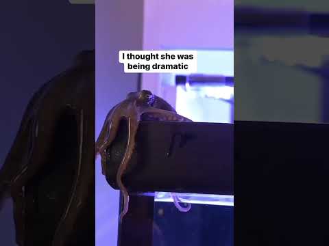 I wasn’t expecting her to come out of the tank #octopus #petoctopus #thereefdoc #byrdietheocto