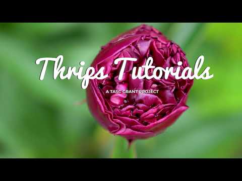 Thrips Tutorial Series: Introduction with Dr. Patricia Holloway