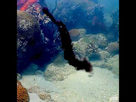 Coral City Camera | Reef Squid Ink Splash | 5.20.25