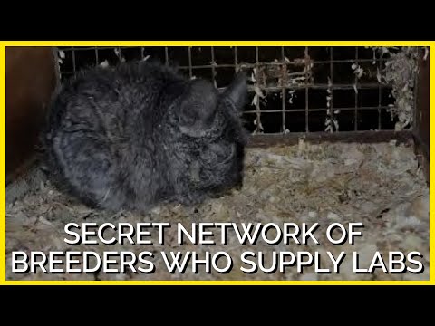 Peddling in Pain: Exposing Companies That Sell Animals to Laboratories