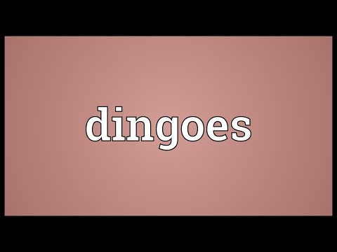 Dingoes Meaning