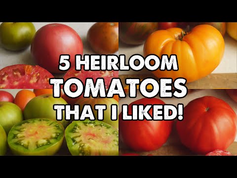 5 HEIRLOOM TOMATOES THAT I LIKED! VARIETIES REVIEW