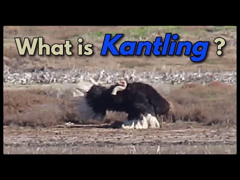 What is Kantling?