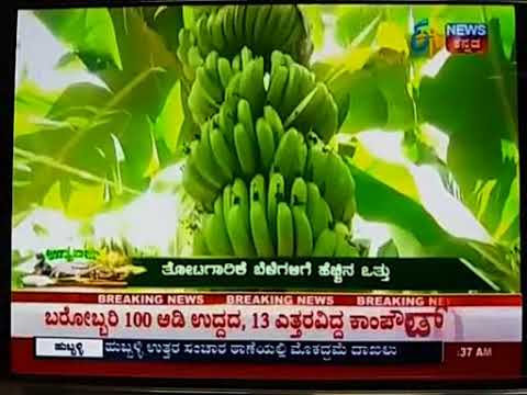Banana Plant - Green Leaf Elakki Banana Plant Producers from Bengaluru