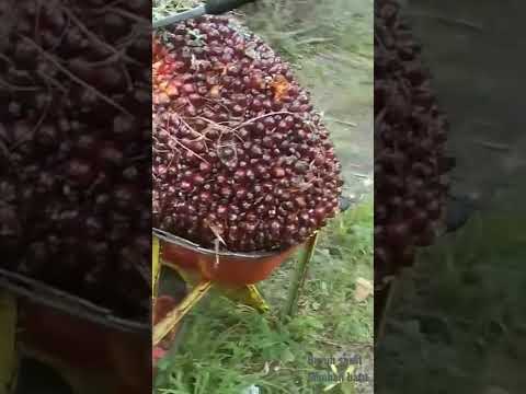 buah kelapa sawit super || bibit unggul