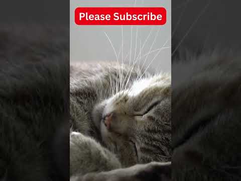 Cat whiskers are cute #shorts #cutecats #CatboxTV #Rokuchannel