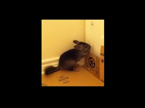 Follow gif
