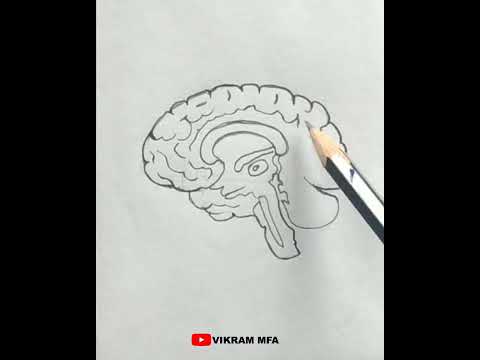 How to Draw Human Brain Easily - Step by Step