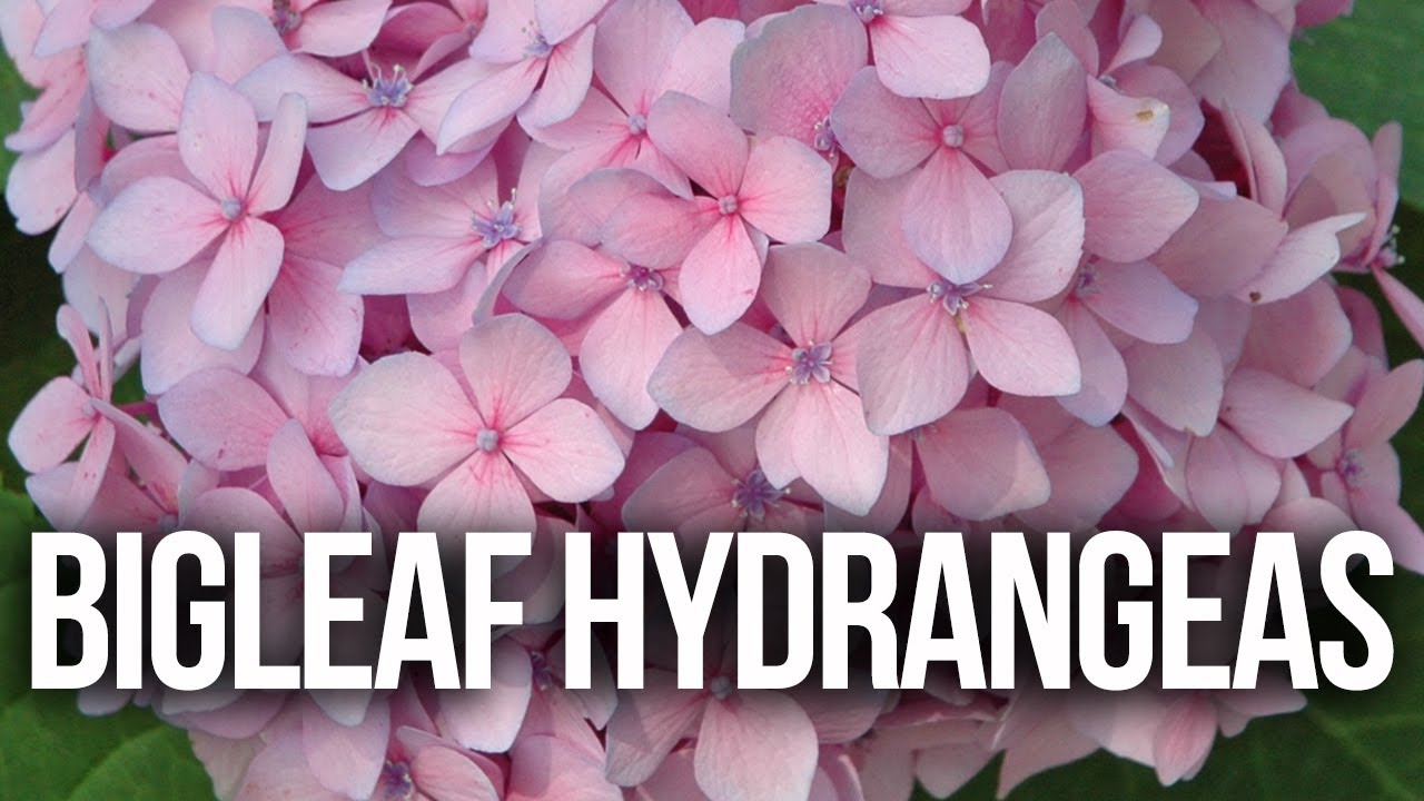 Bigleaf Hydrangeas