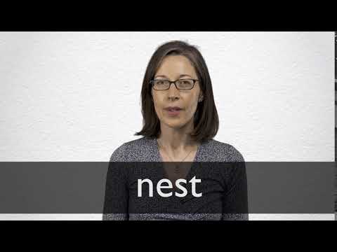 NEST definition in American English | Collins English Dictionary