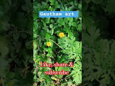 Yellow flowers