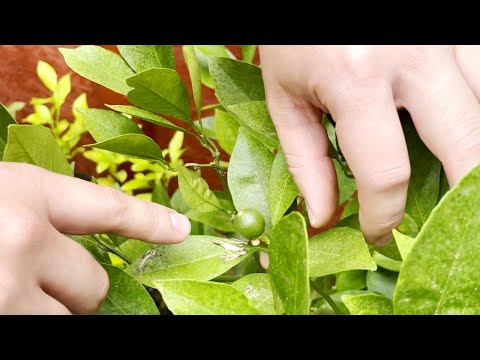 Citrus Fruits And Flowers Dropping!! | Easy Tips To Fix It In No Time!!!
