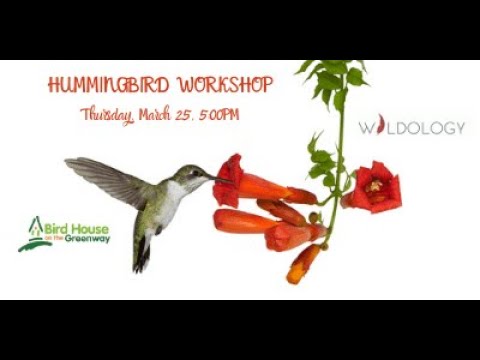 Hummingbird Workshop 3 25 21
