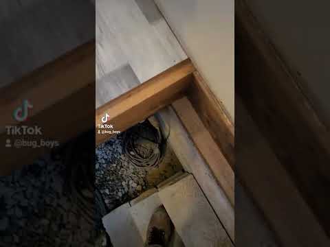 Real Estate Termite VA inspection gone wrong