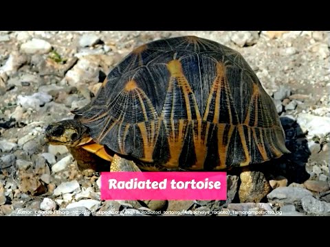 Radiated tortoise (Astrochelys radiata) [Critically Endangered]