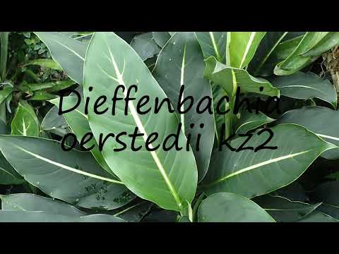 How to pronounce Dieffenbachia oerstedii kz2 in Dutch?