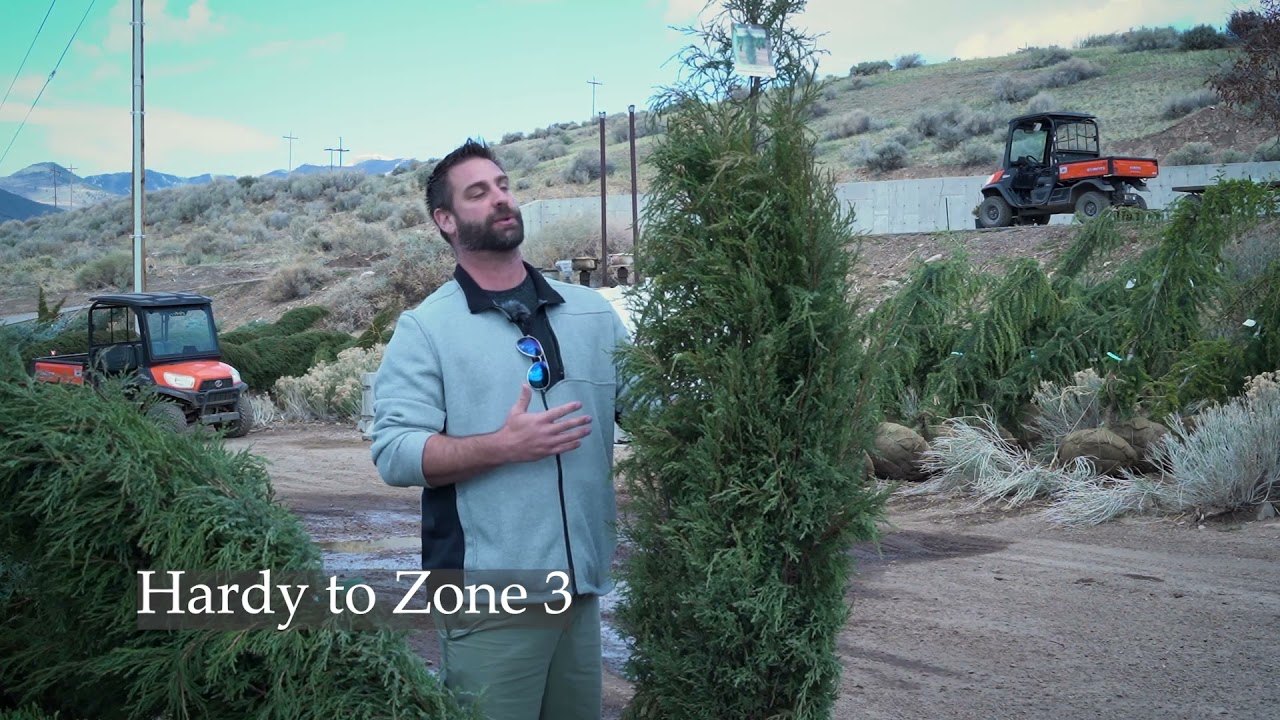 Woodward Upright Juniper