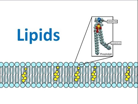 Lipids & Fatty Acids (honors biology) updated