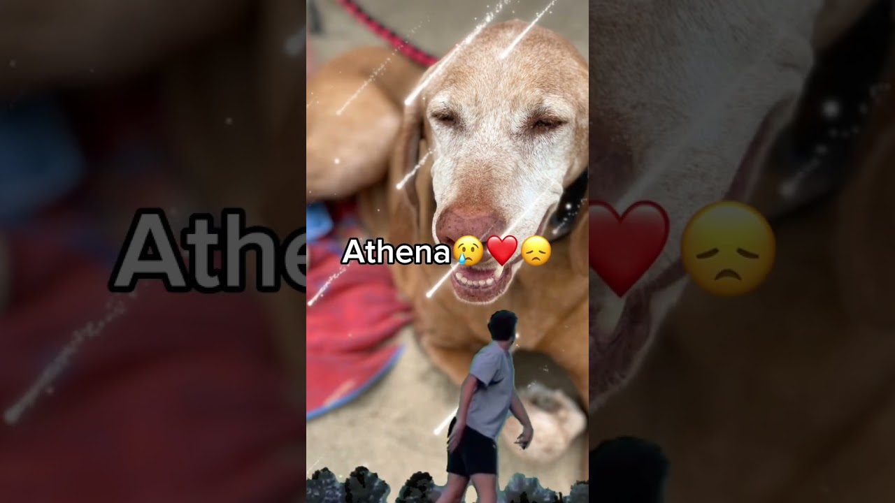 Don’t scroll without saying R.I.P #Dog #shorts