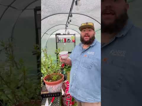 Using Ladybugs for Aphid Control!