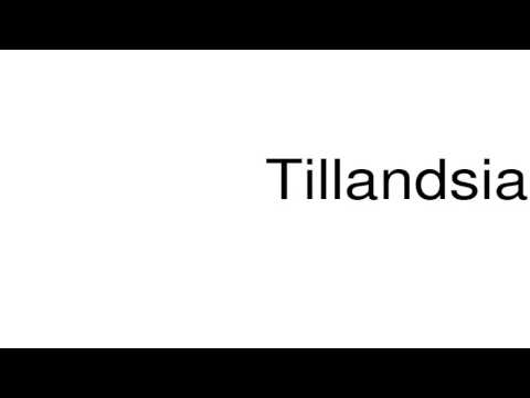 How to pronounce Tillandsia