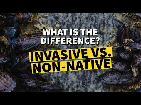 What is the Difference Between Invasive and Non-Native Species? | Wonder with the Witte