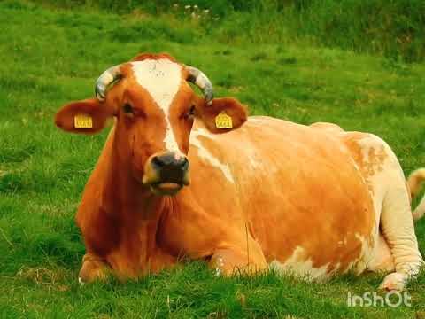 Sacred animal symbol of fertility