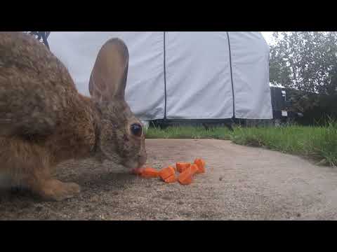 Two wild rabbits eating carrots