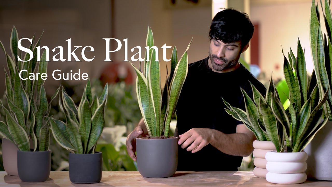 Snake Plant Care Guide - Pick, Placing, and Parenting Your Plant