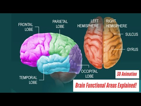 Anatomi Otak & Area Fungsional Dijelaskan | Animasi 3D untuk Mahasiswa Kedokteran
