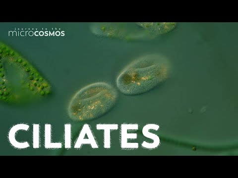 What Can Ciliates Teach Us About Ciliates