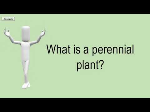 What Is A Perennial Plant?