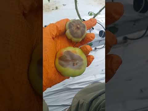 Blossom end rot on tomatoes