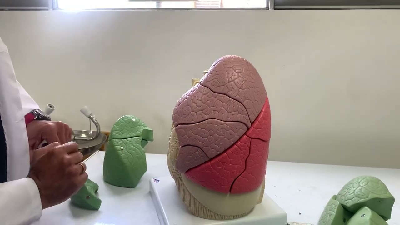 Segmentos Pulmonares Dr. Diego Aldana