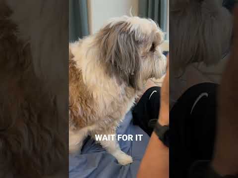 Burping dog ๐ถ #dog #funnydogs