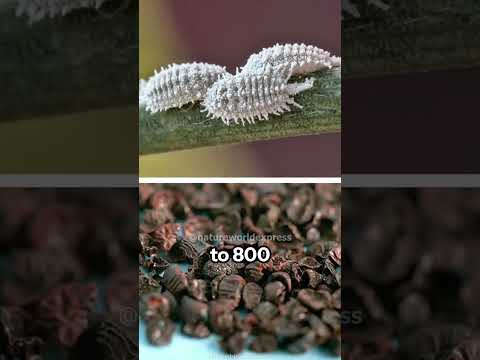 The Cochineal Bug | A Tiny Red Wonder