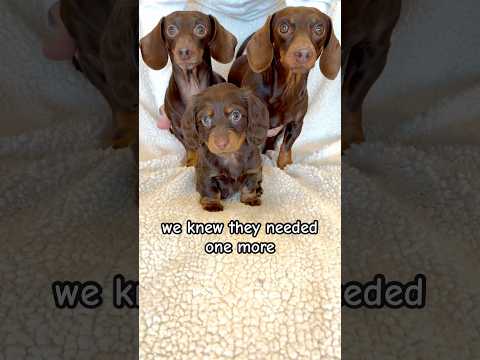PUPPY LOVE GROWS! #minidachshund #puppy #dachshundpuppy #dachshund #cutepuppy #cutedog #dog #love