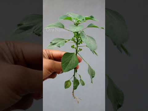 உடல் அரிப்பு குறைய இனி இப்படி பண்ணி பாருங்க