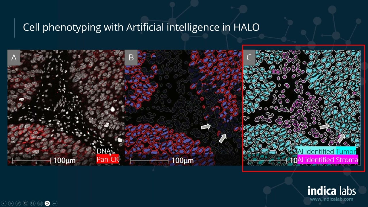 Getting Started with Multiplex Fluorescence Image Analysis in HALO®