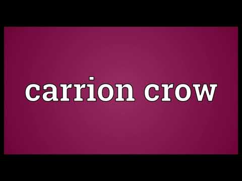 Carrion crow Meaning