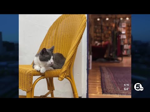 Otis the cat retiring from Loganberry books