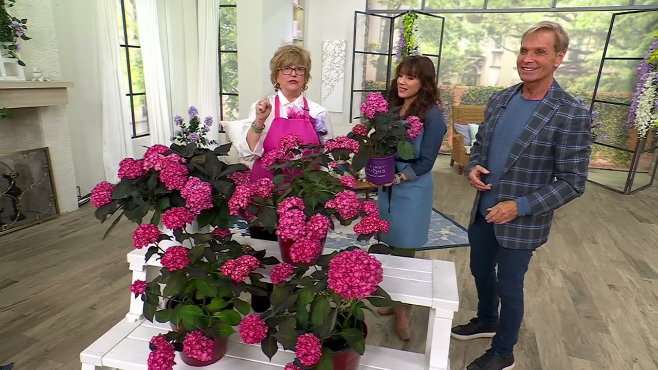 Girl Next Door 1pc First Editions Eclipse Hydrangea Plant on QVC